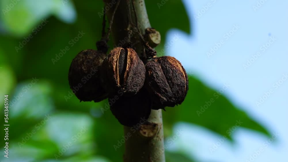 The fruit of Jatropha curcas (Also called jarak pagar, physic nut ...