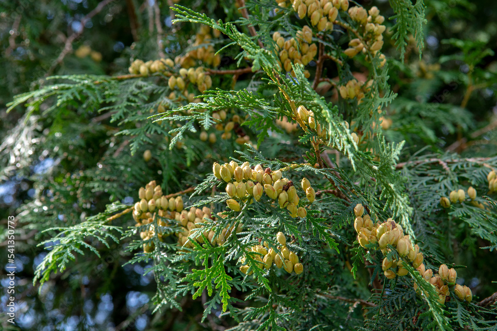 Foto de Thuja occidentalis also known as northern white cedar, eastern ...