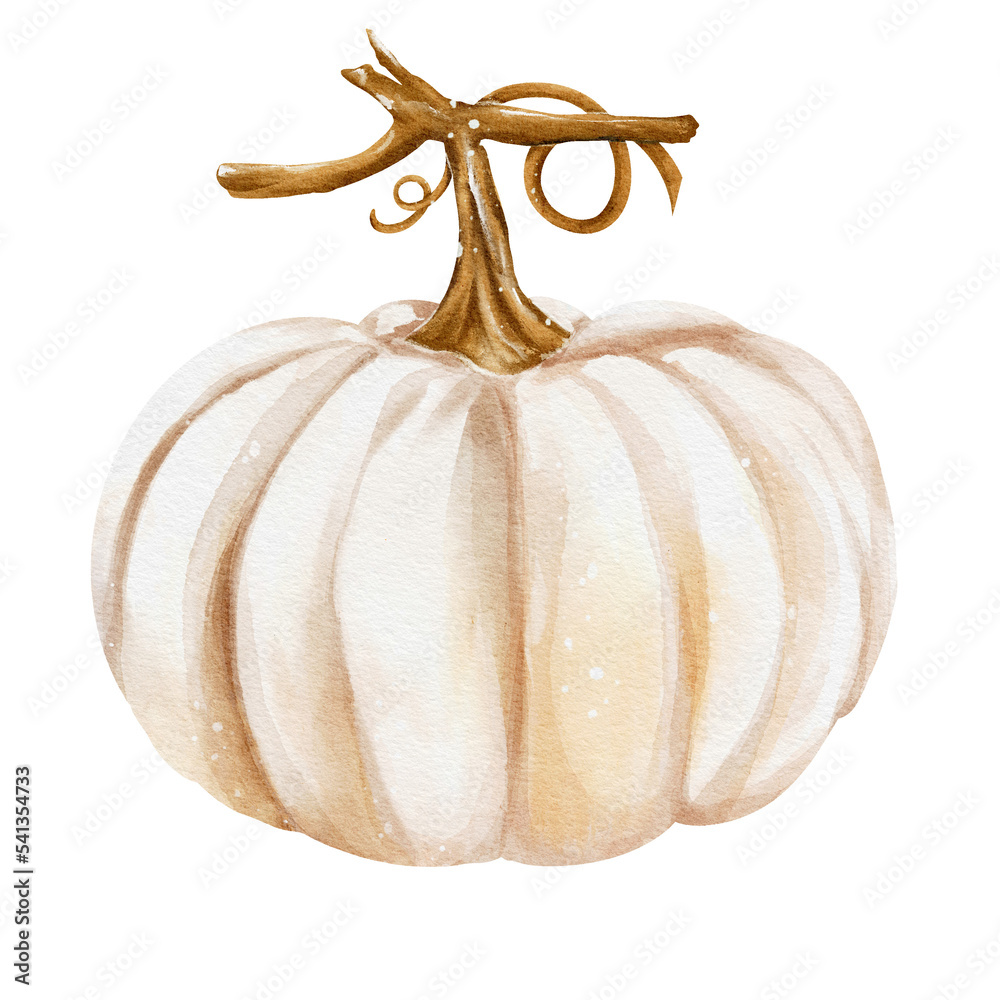 Autumn white pumpkin watercolor illustration design Stock Illustration ...