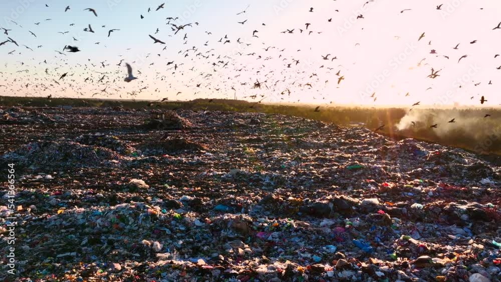 Seagulls in the Garbage dump at sunset. Dozer on landfill on garbage ...
