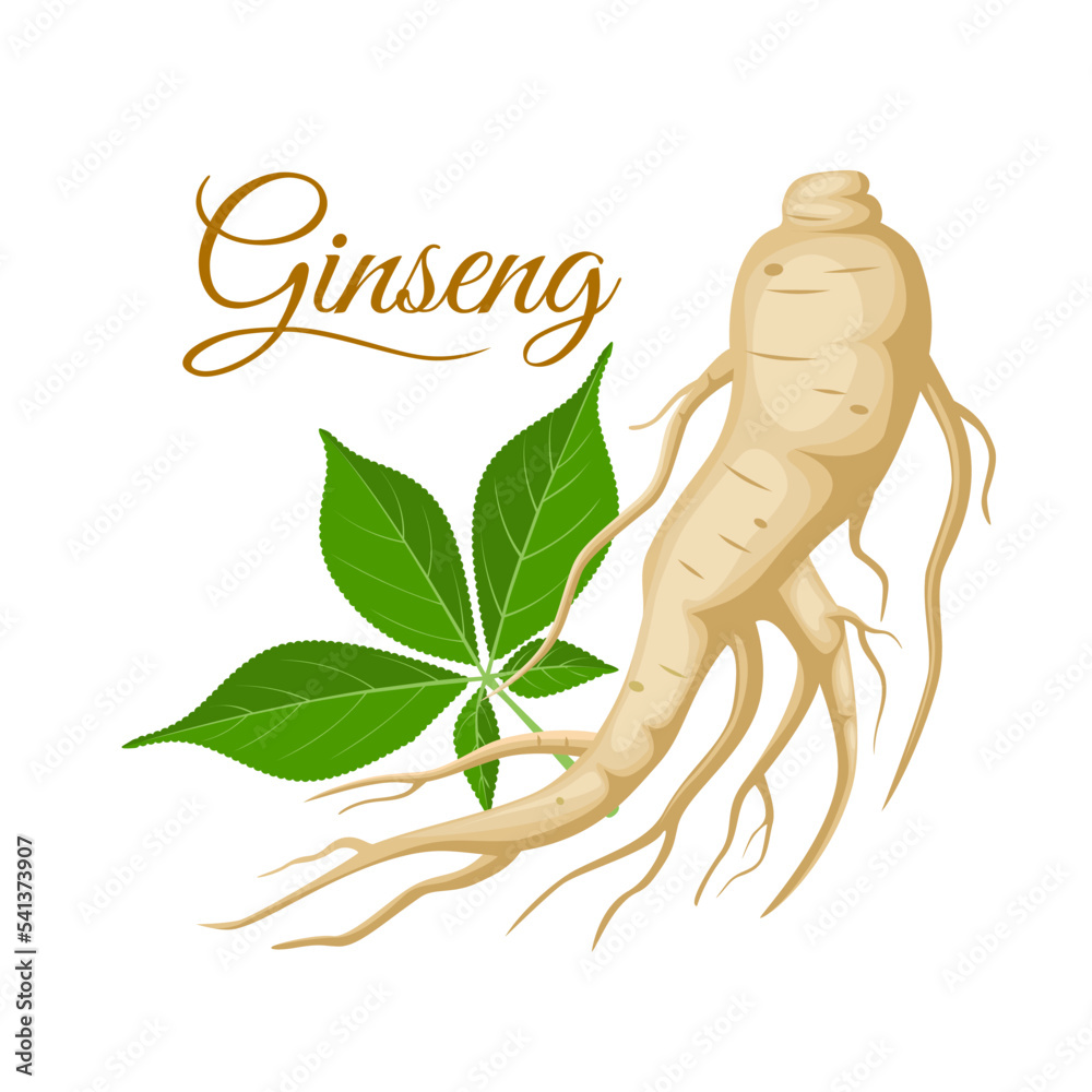 Vector illustration, ginseng root with leaves, isolated on white ...