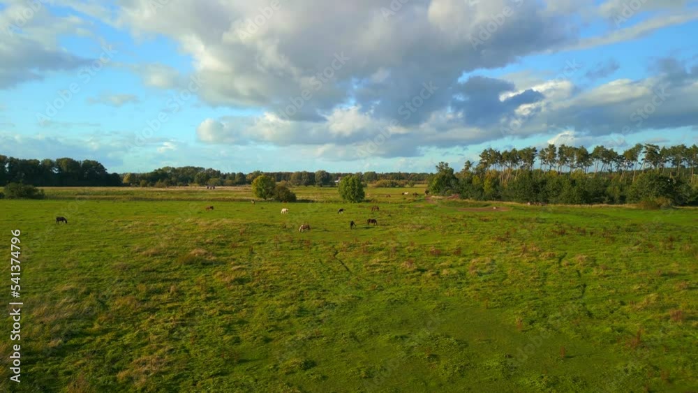 Horses grazing in the pasture. Buttery soft aerial view flight pull in ...
