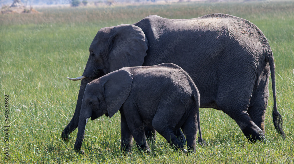 African elephants going about their lives on the plains of Africa Stock ...