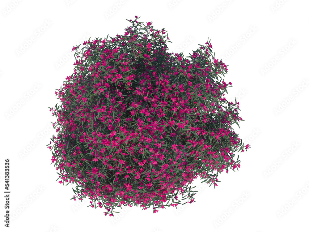 Poster Oleander top view png alpha channel – Wall Art | UkPosters