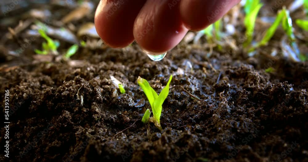 Sprouted seed in fertile soil. Farmer hand waters young seedling in ...