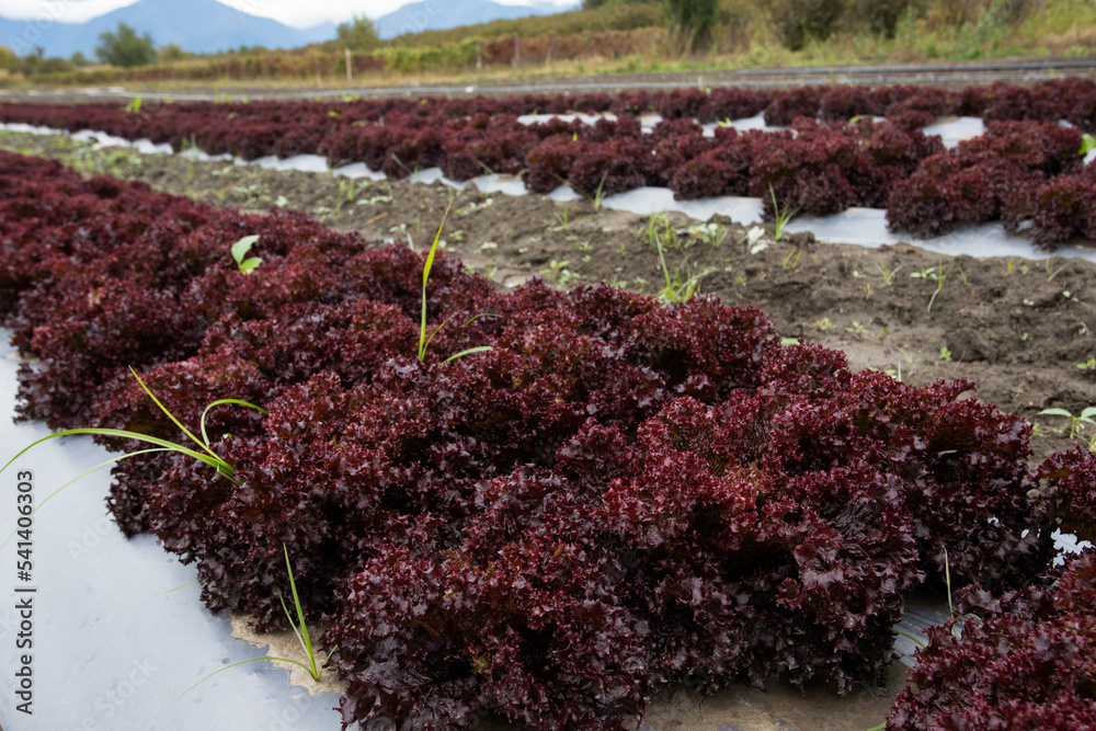 field of vegetables Stock Photo | Adobe Stock