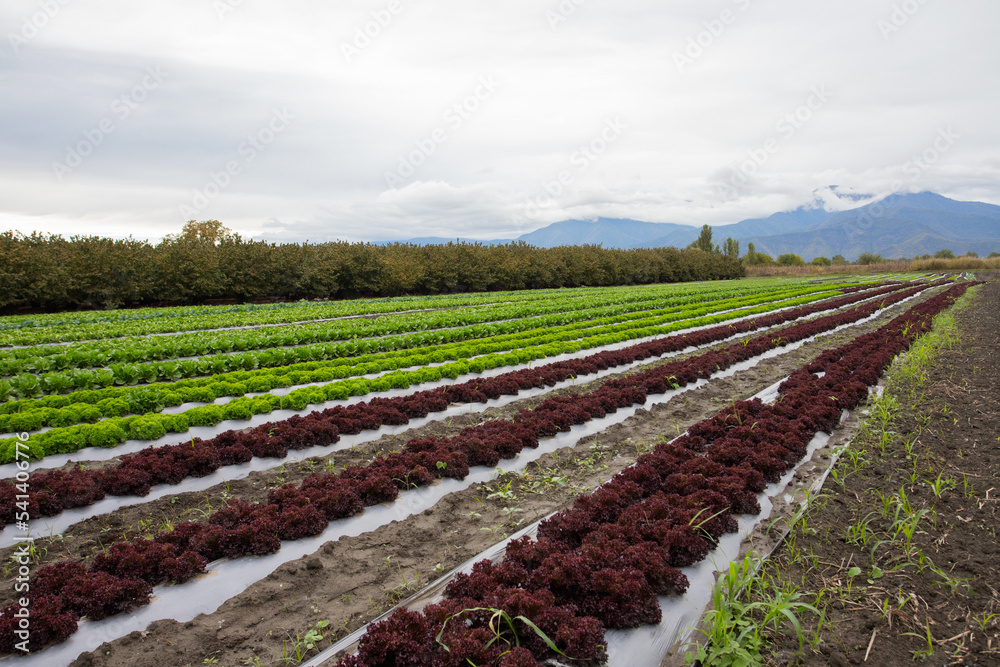field of vegetables Stock Photo | Adobe Stock