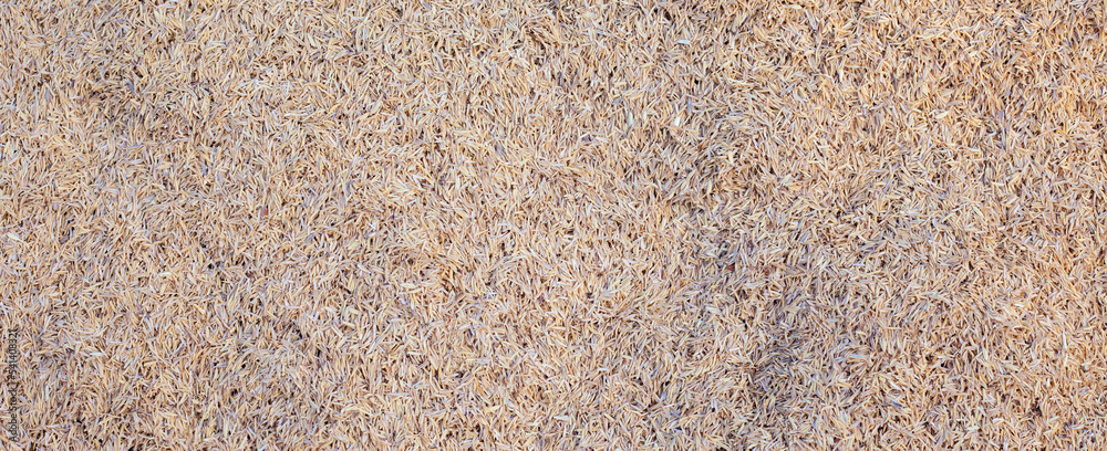 Rice husk. Yellow rice husk background. Beautiful chaff meat. Farmers ...