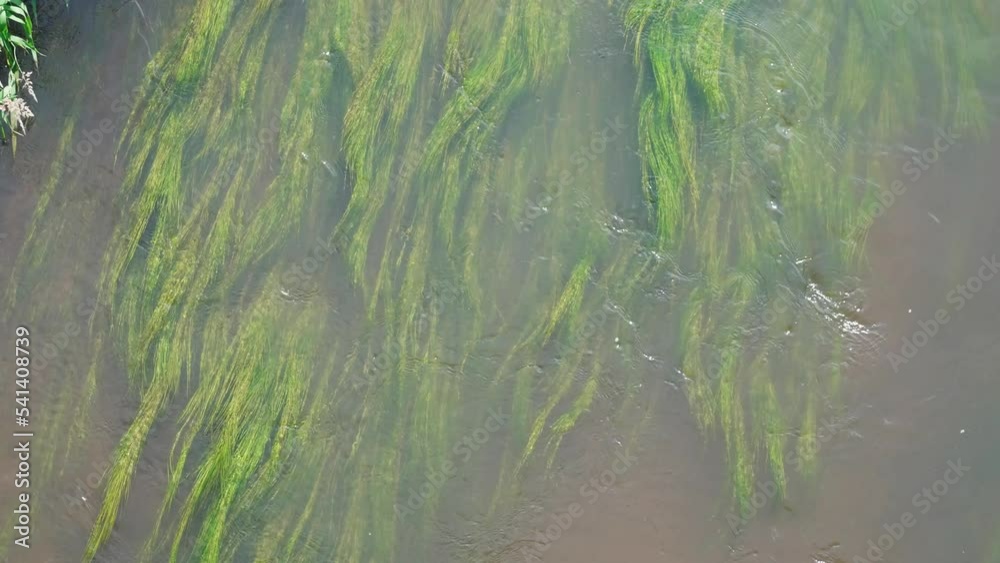 Flora, river algae moves smoothly in the flowing water of the river, a ...
