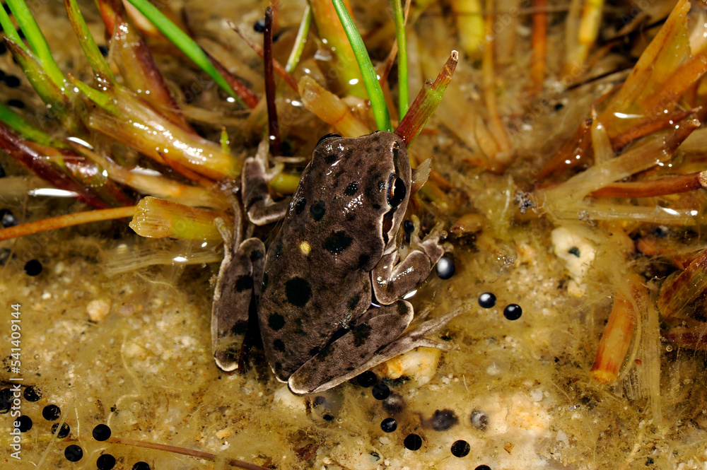 Sardinian tree frog, Tyrrhenian tree frog // Tyrrhenischer Laubfrosch ...