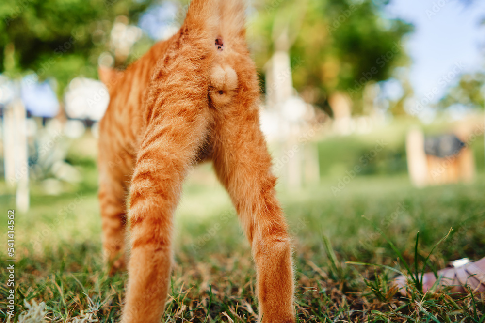 Back view of Cat on the grass. Focus on testicles. Stock Photo | Adobe ...