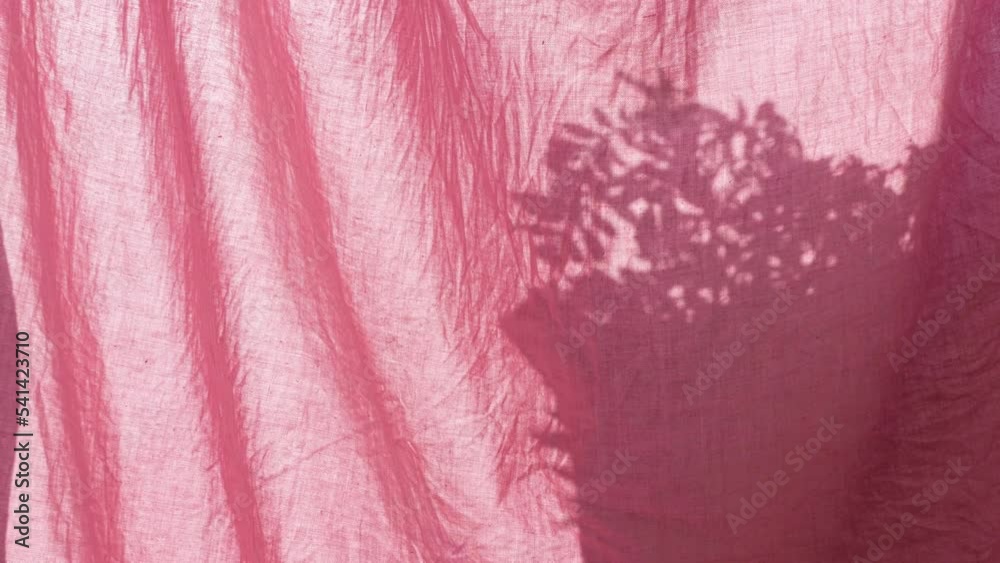 Plant pot shadow behind pink linen curtains on the window Morning sun ...