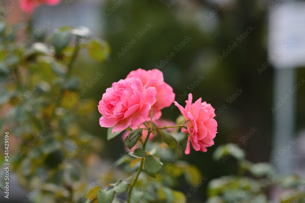 pink rose in the garden Stock Photo | Adobe Stock