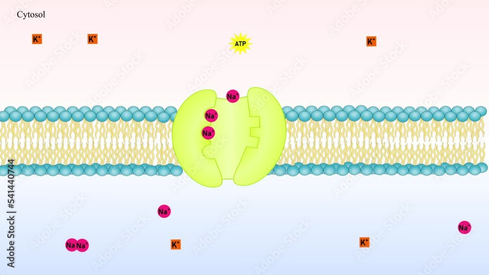 Active Transport Animation