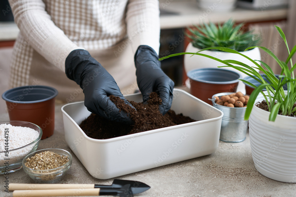 preparation of soil substrate for planting houseplant into a pot Stock ...