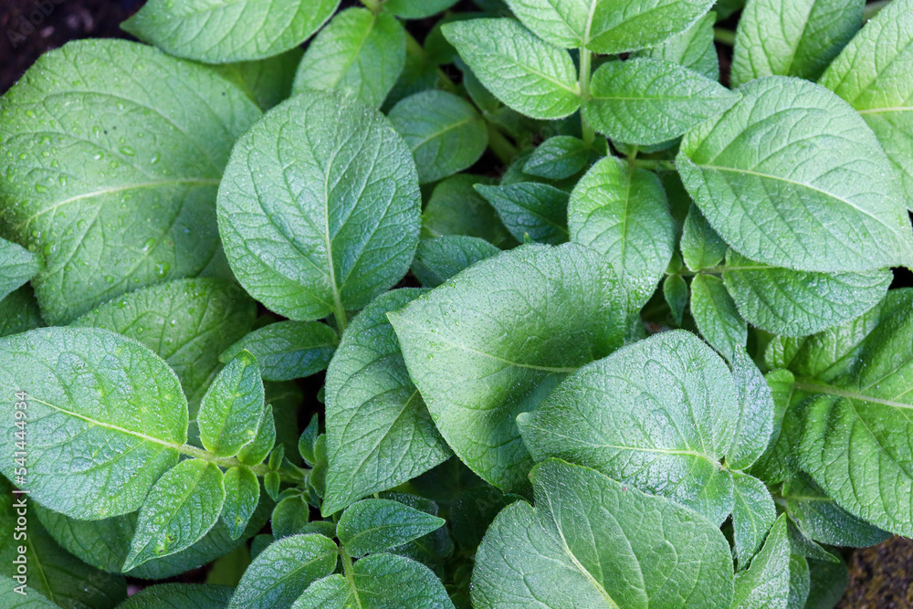 full frame of green leaves of potato planting in home vegetable garden ...
