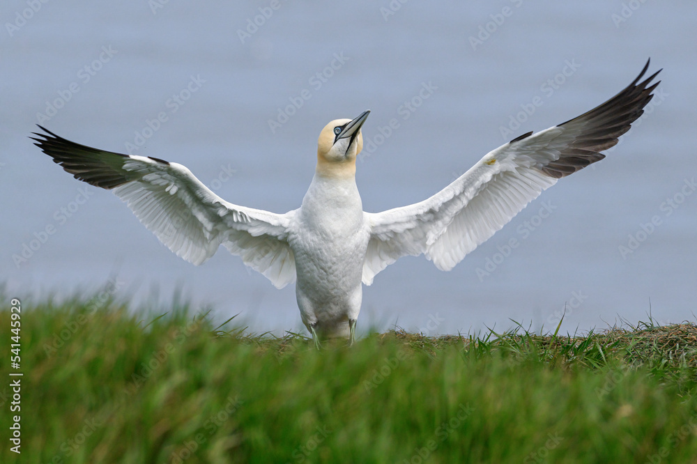 Northern Gannet wing flapping Stock-Foto | Adobe Stock