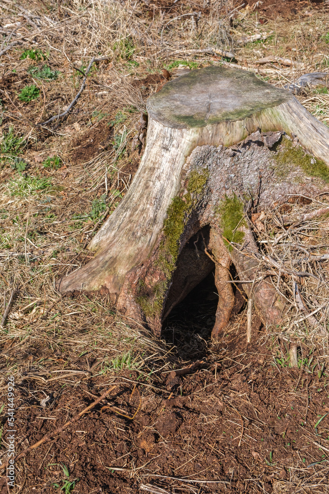Animal has digging a hole under a tree stump Stock Photo | Adobe Stock