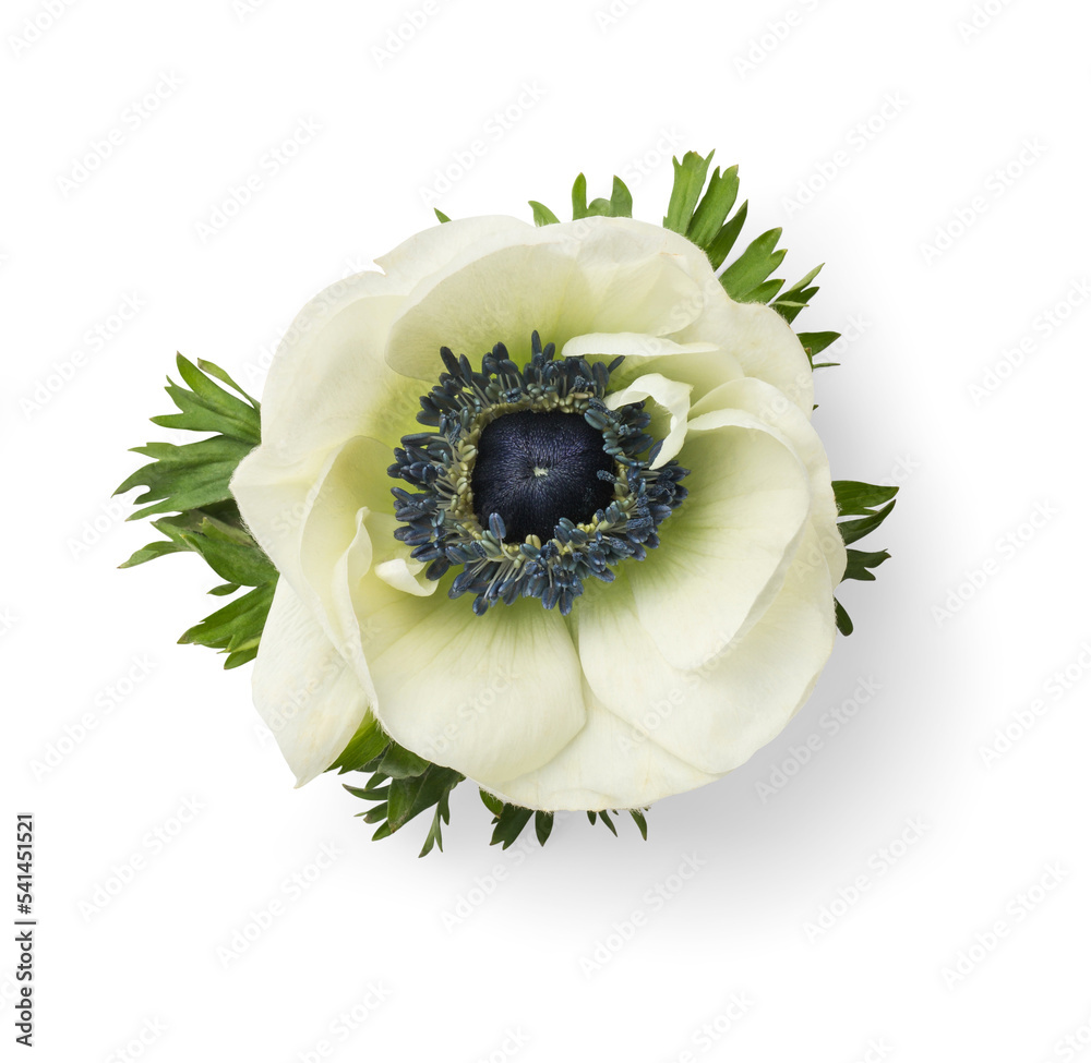 single fresh white /light green anemone flower, isolated, flat lay ...