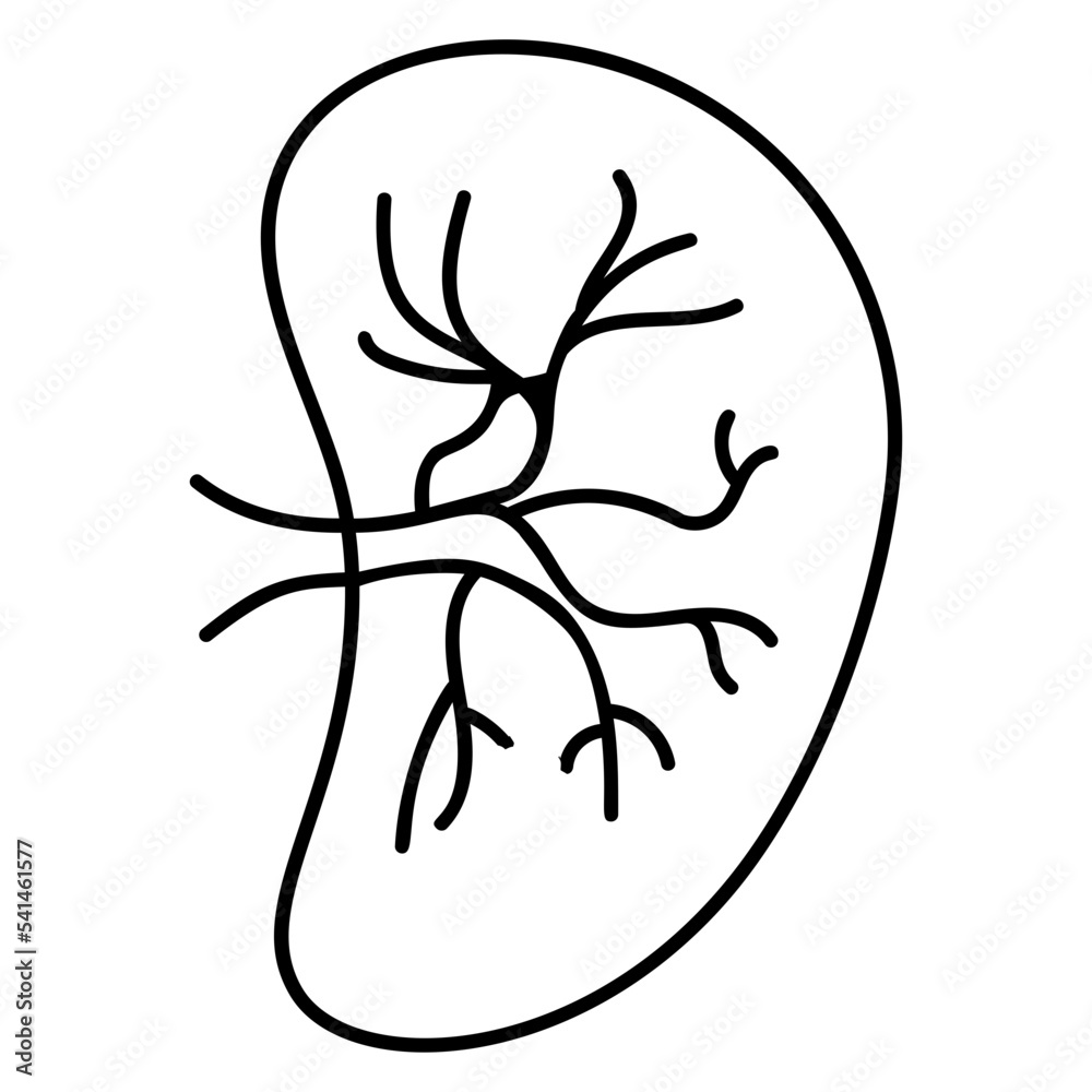 Kidneys cross section Concept vector outline icon Design, Organ System ...