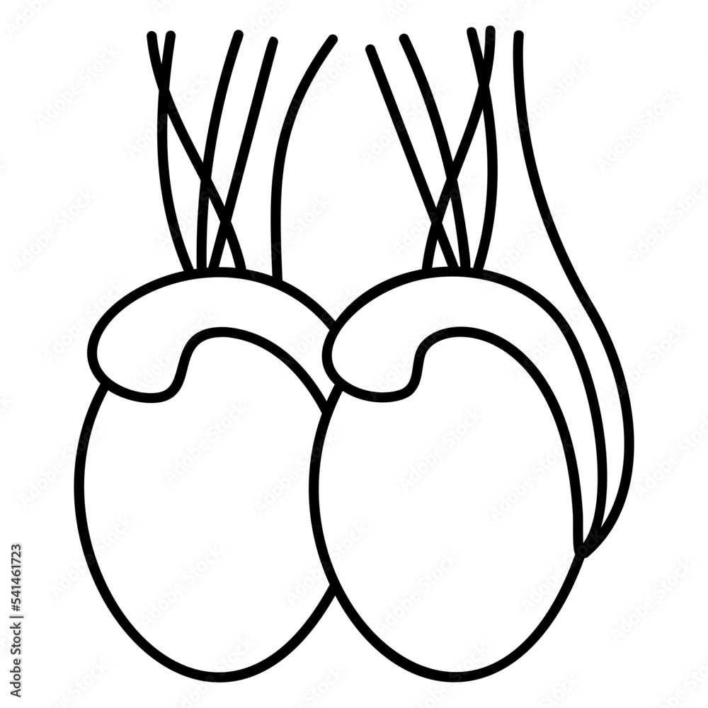 human scrotum and testes Concept vector outline icon Design, Organ ...