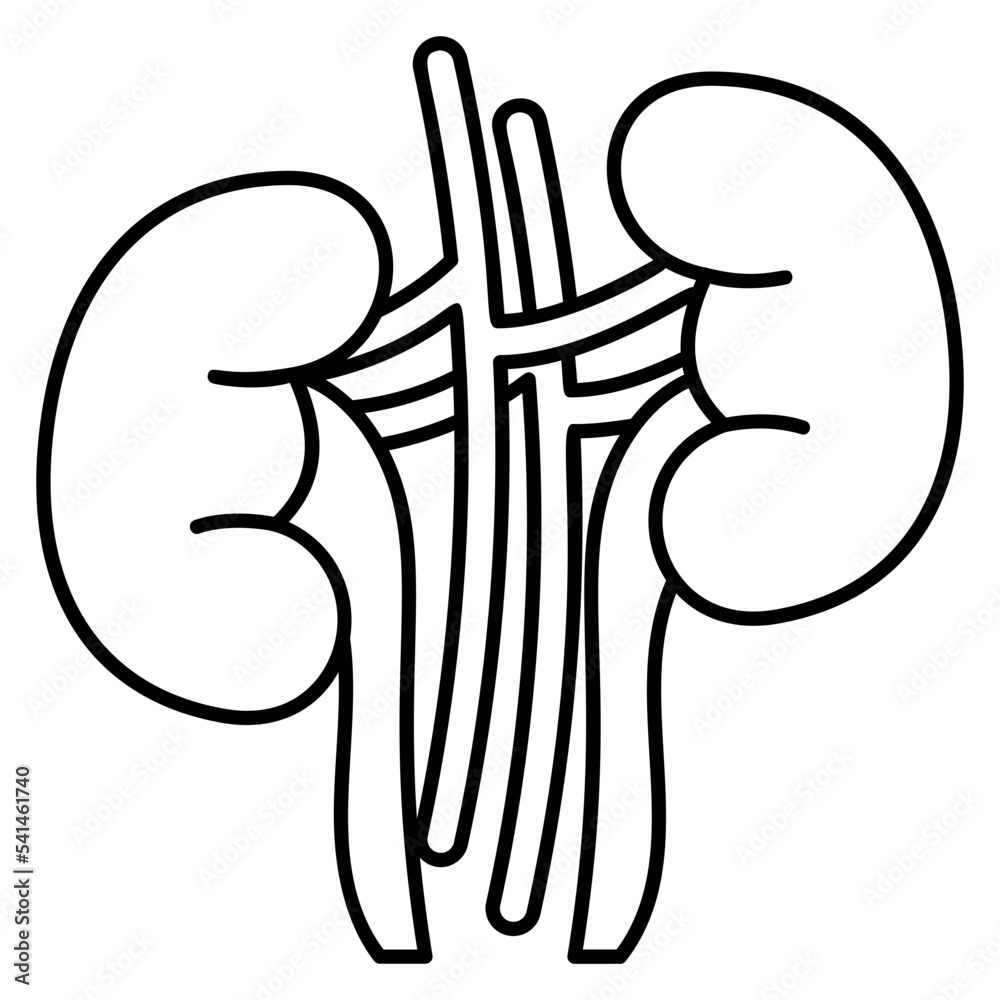 Renal system Concept, Urinary System vector outline icon Design, Organ ...