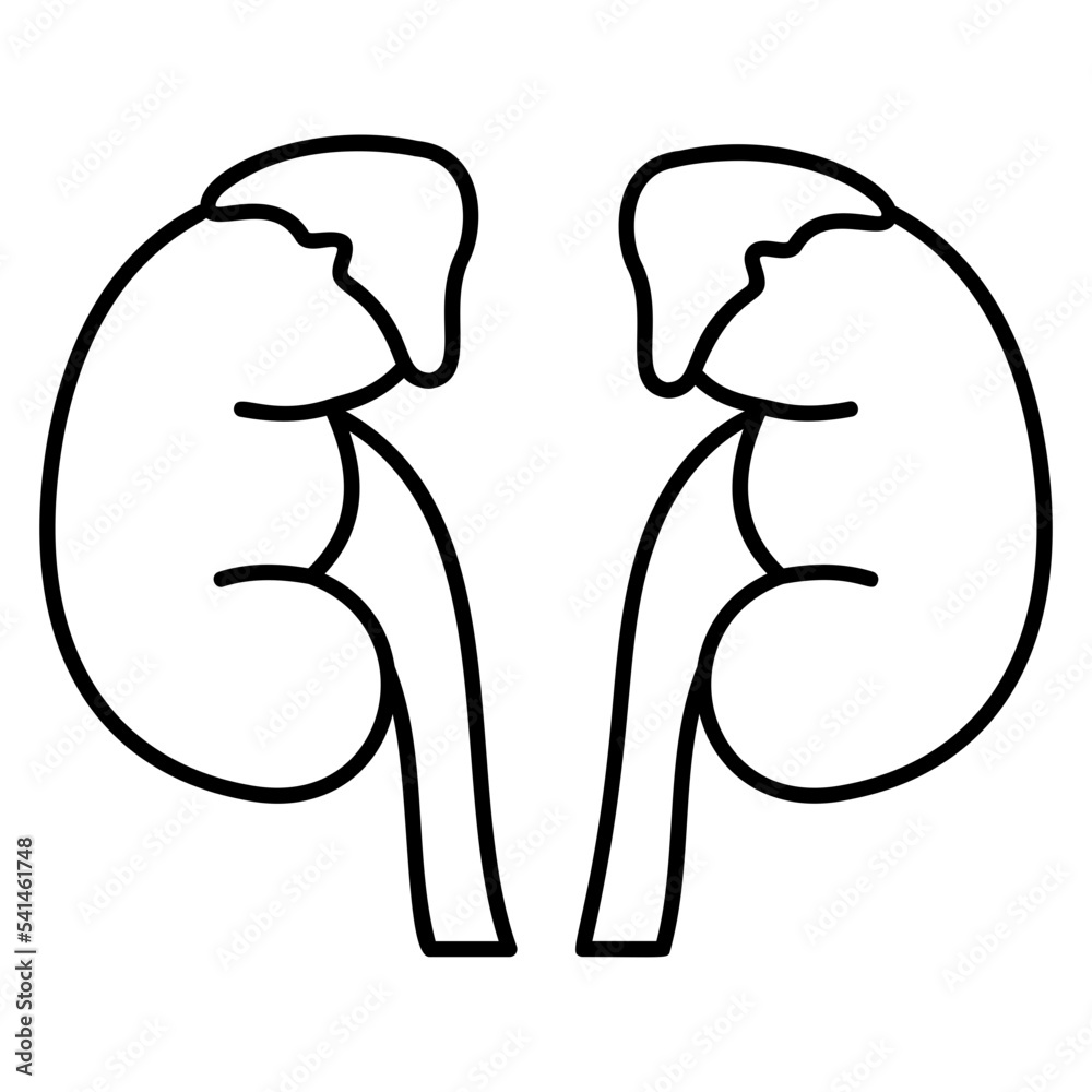 Adrenal Glands and Kidneys Concept vector outline icon Design, Organ ...