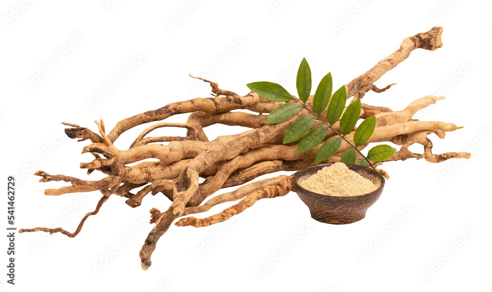 Eurycoma longifolia Jack,dried roots,green leaves and powder on ...