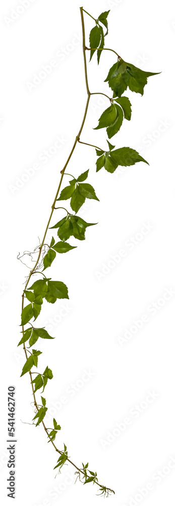 green leaves of a vine / ivy / hedera branch isolated on transparent ...