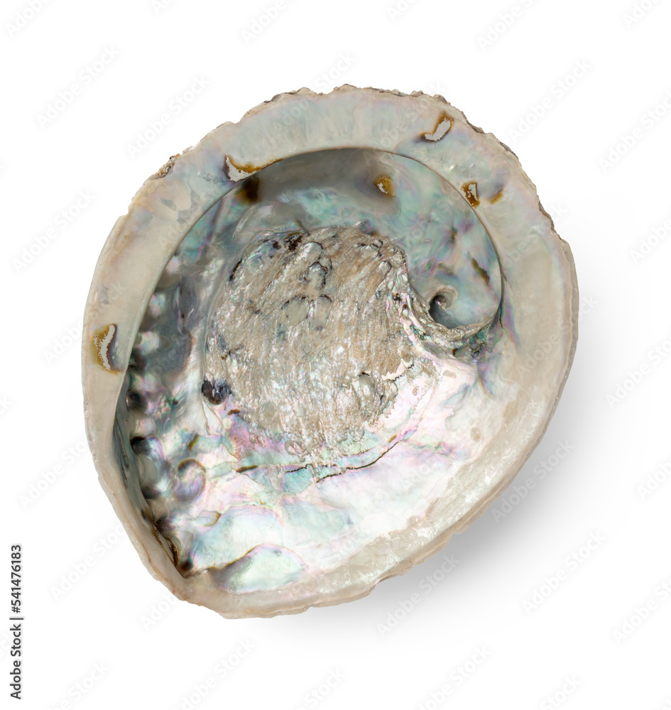 beautiful large abalone shell as used for room cleansing with a smudge ...
