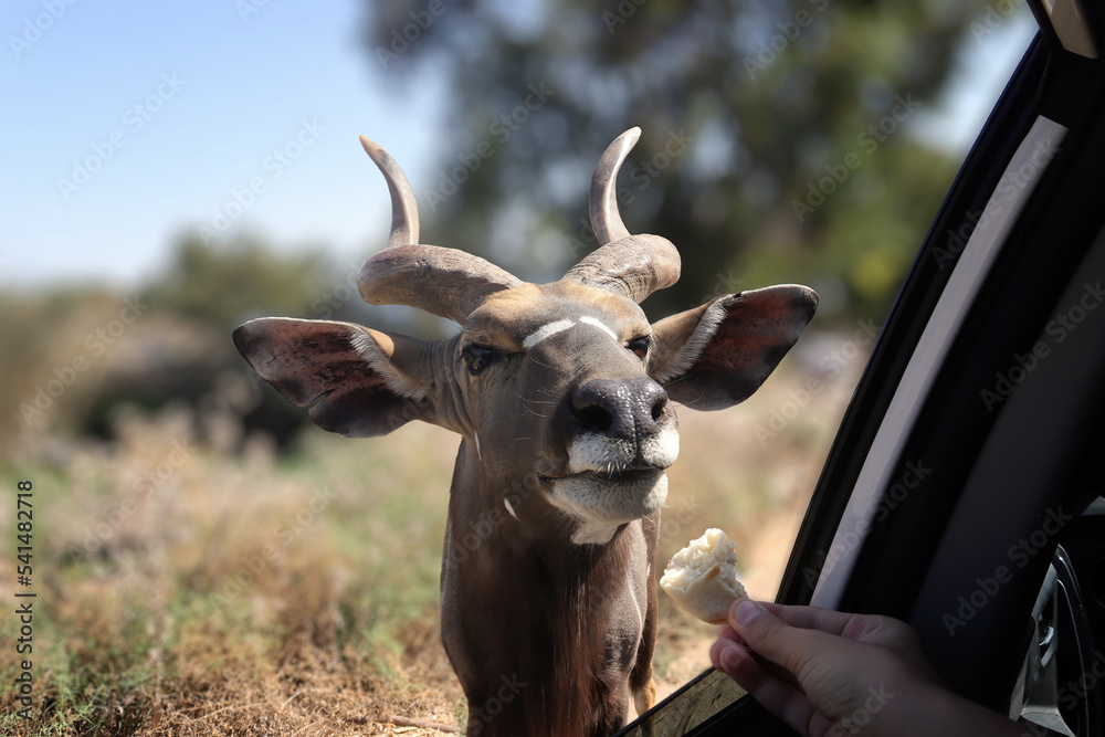 Tragelaphus strepsiceros portrait great kudu antelope eating bread from ...