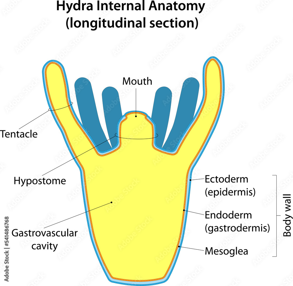 Hydra Internal Anatomy. Longitudinal section. Stock Illustration ...