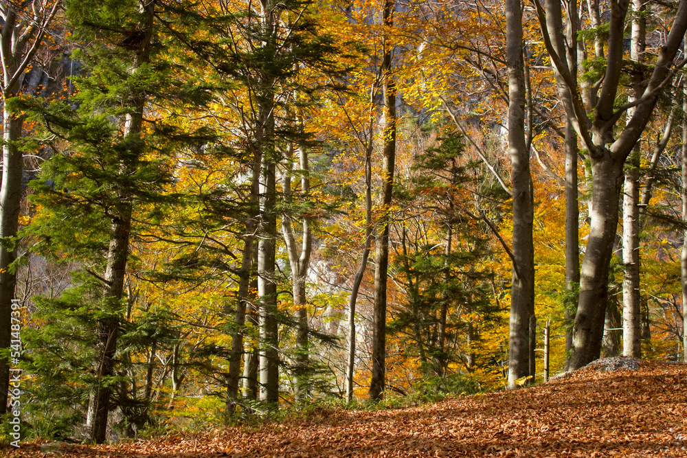 autumn forest in Austrian Alps, Upper Austria Stock-Foto | Adobe Stock