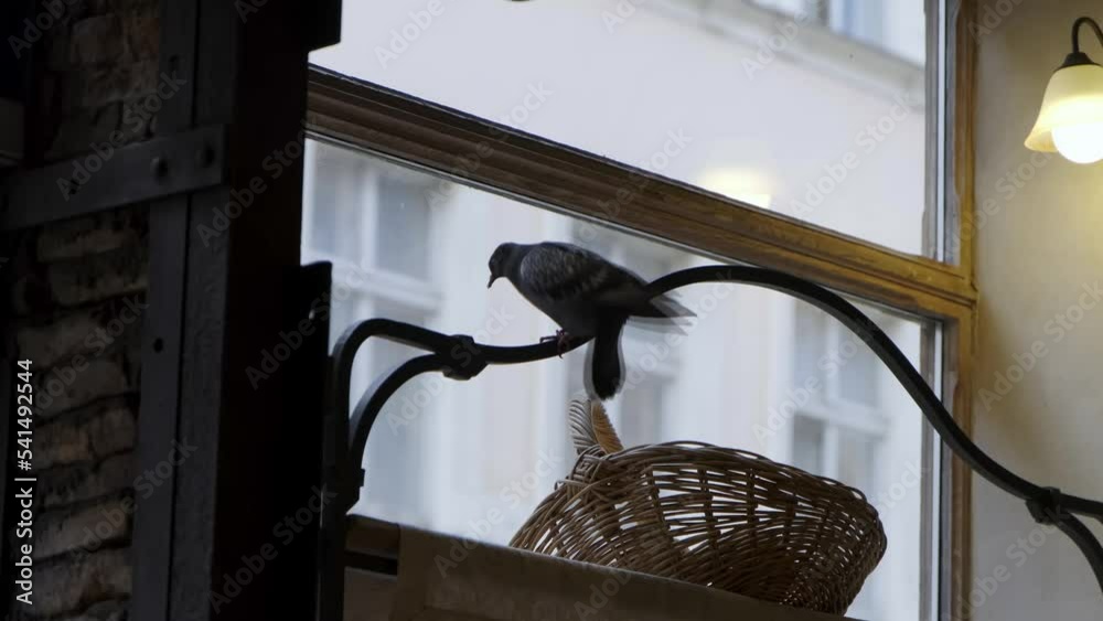 the bird sits on the counter in the store. the bird flew into the cafe ...