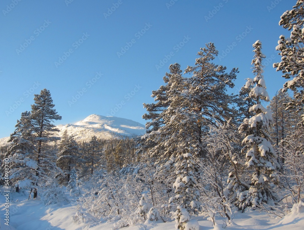 Beautiful surroundings of the Lifjell mountain plateau in the Mid ...