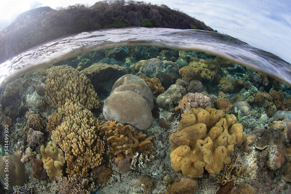A diverse array of corals compete for space on a shallow, healthy reef ...