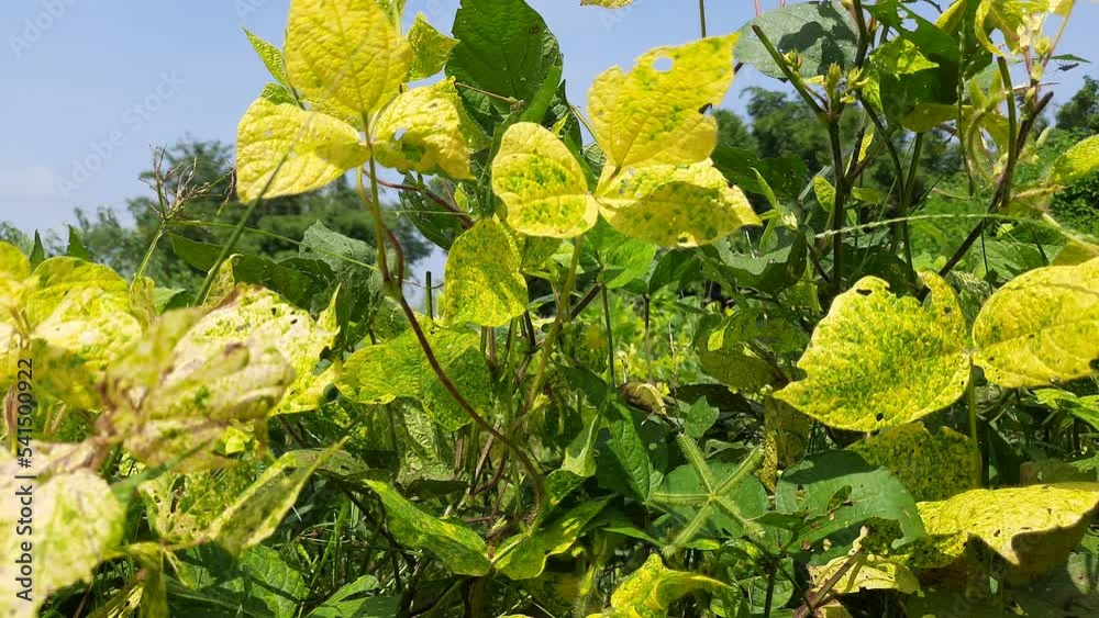 Vidéo Stock Vigna mungo plant growing in field. Its other names black ...