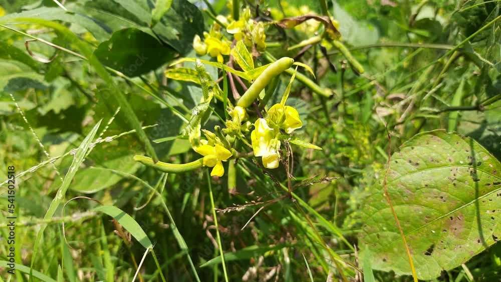 Vigna mungo plant growing in field. Its other names black gram, urad ...