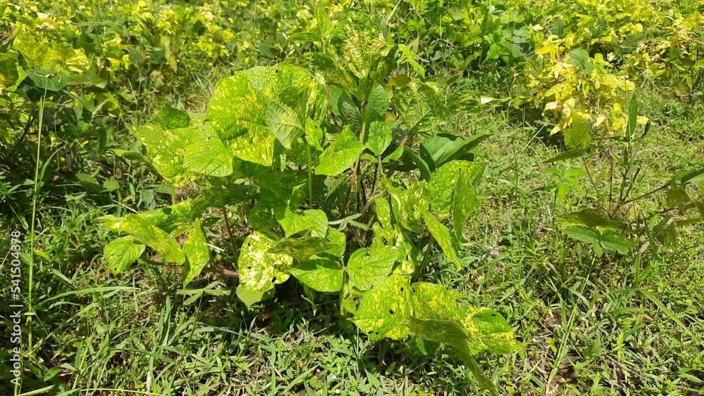 Vidéo Stock Vigna mungo plant growing in field. Its other names black ...