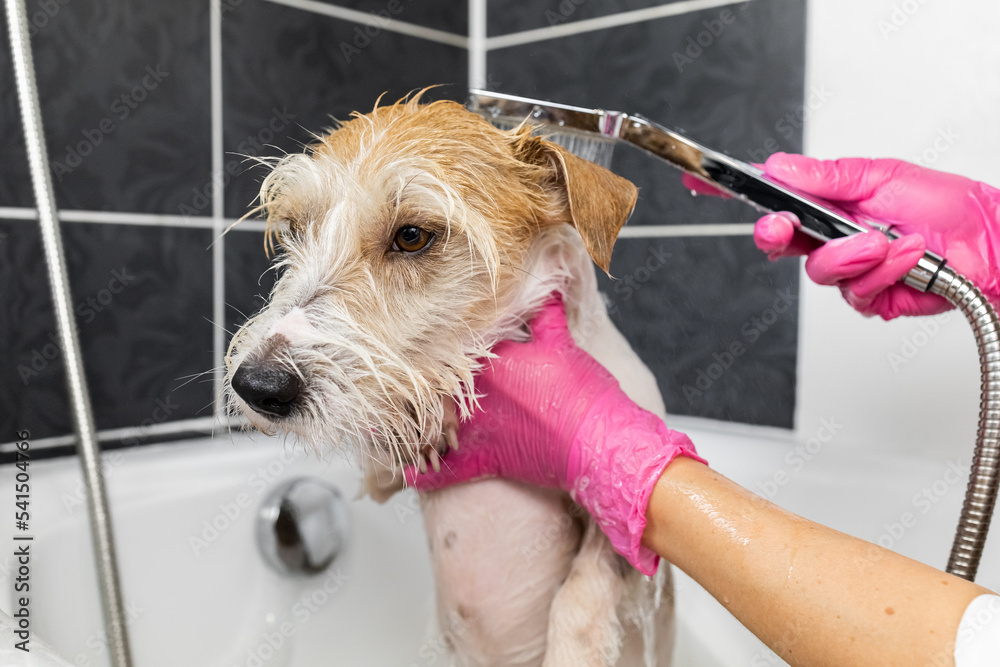 Puppy wire-haired Jack Russell Terrier takes a shower. A girl in pink ...
