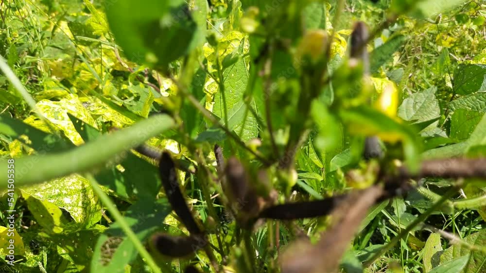 Vigna mungo plant growing in field. Its other names black gram, urad ...