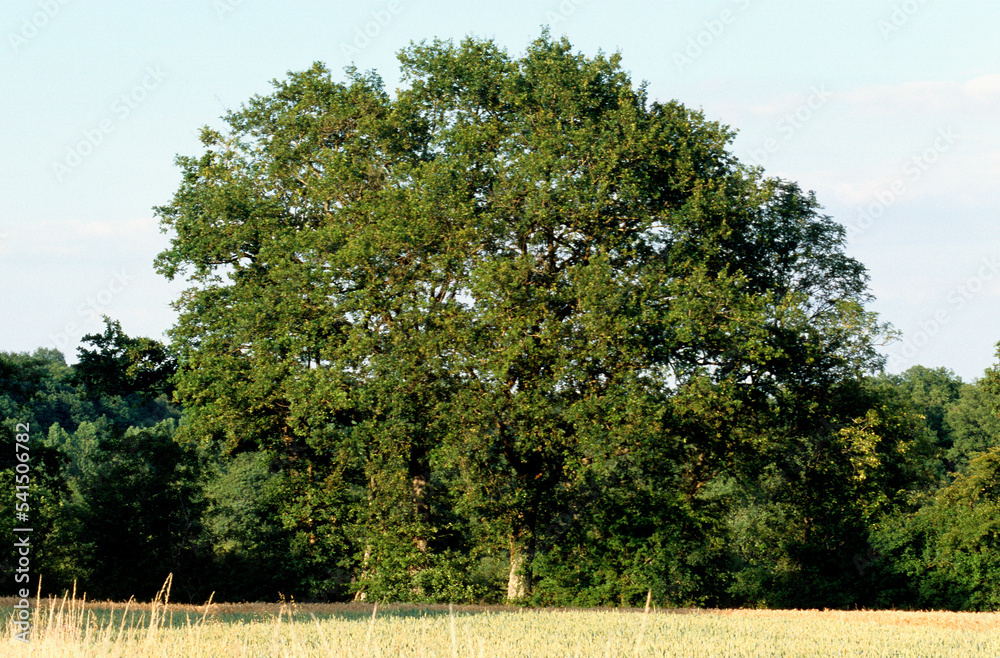 Chêne pédonculé, Quercus robur Stock Photo | Adobe Stock