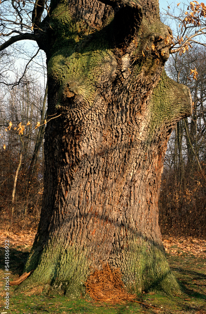 Chêne , Quercus robur, écorce, Tronc Stock Photo | Adobe Stock