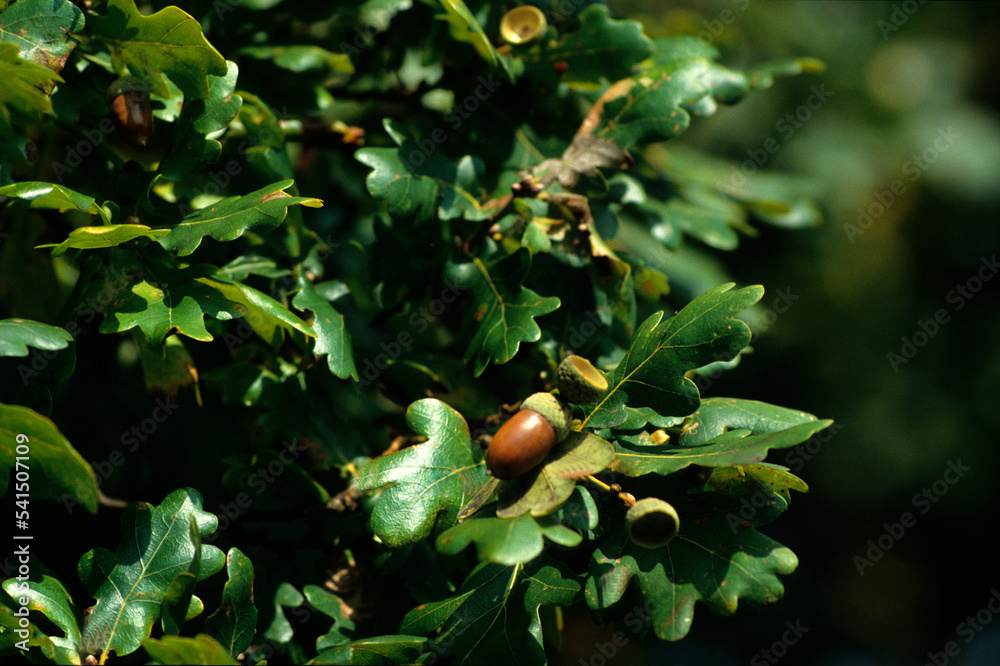 Chéne rouvre , Quercus petraea, feuille, gland Stock-Foto | Adobe Stock