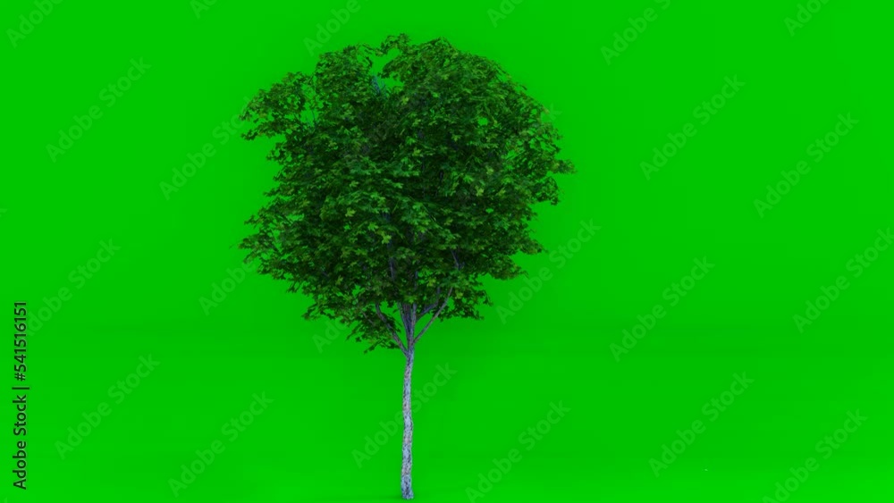 Big tree green screen Chromakey. Alfa, studio.Tree isolated with luma ...