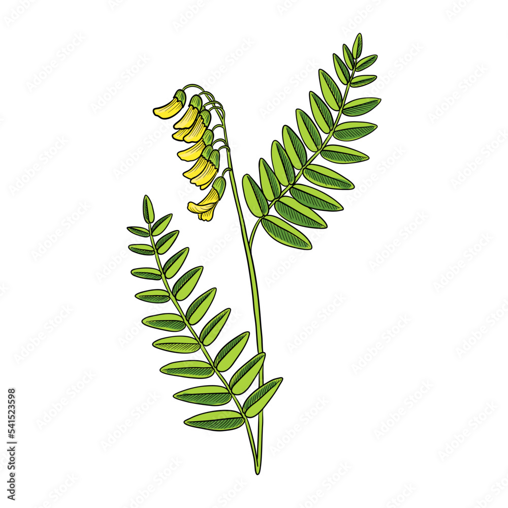 vector drawing flower of Mongolian milkvetch, Astragalus propinquus ...