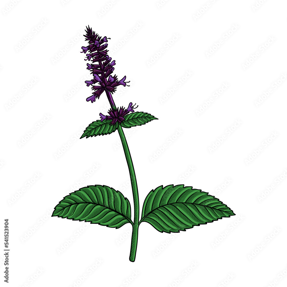 vector drawing flower of Korean mint, Patchouli, wrinkled giant hyssop ...