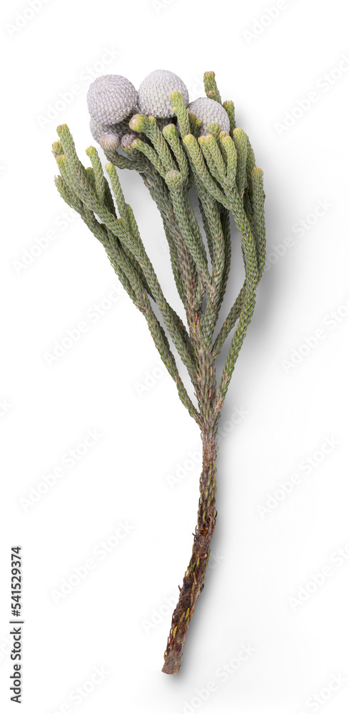 African Silver Brunia