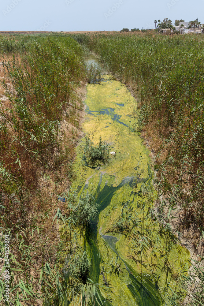 Stream with green water full of algae Stock Photo | Adobe Stock