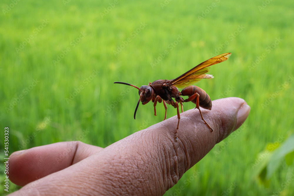 Polistes canadensis is a species of red paper wasp found in the ...